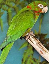 Diccionario de Epónimos: catey