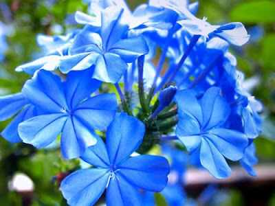 Amazing blue flowers - Rare Photo's Collections