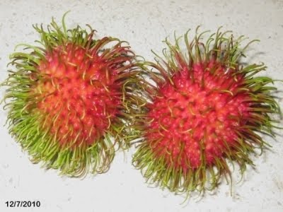 My Small Garden: Pokok Rambutan