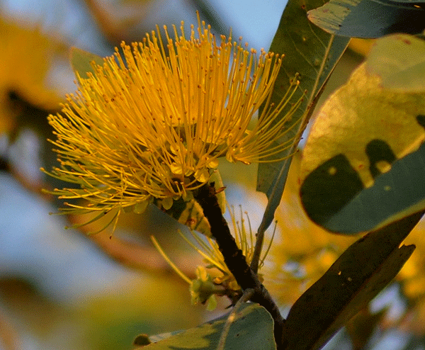 Back of Beyond The NT: Freshwater Streams In Sandstone Country