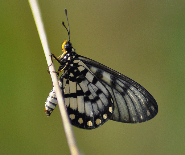 Back of Beyond The NT: HitchHiking Through Life