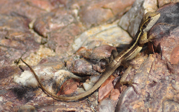 Back of Beyond The NT: Gimbat District/ SouthWest Kakadu Part III