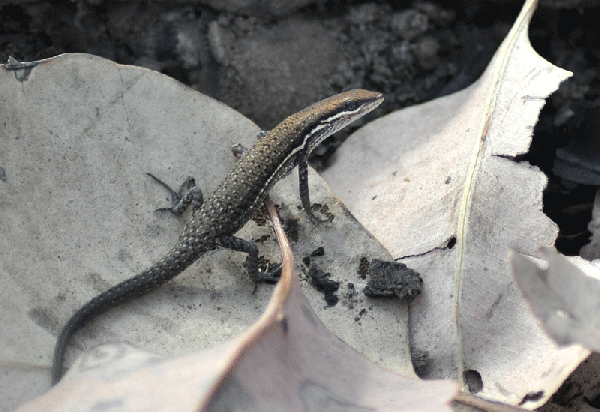 Back of Beyond The NT: Gimbat District/ SouthWest Kakadu Part III