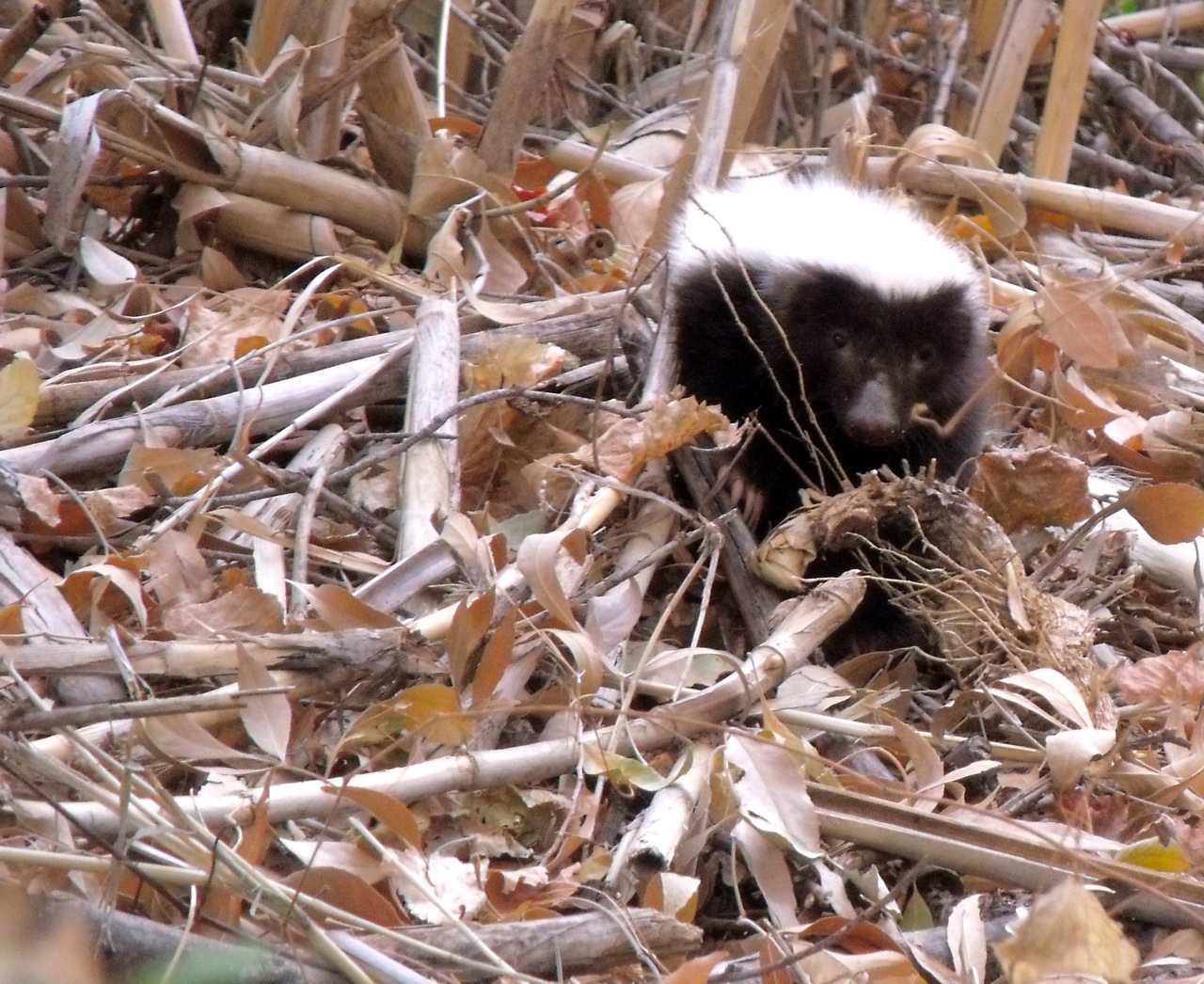 Your Daily Dose of Sabino Canyon: December 2010