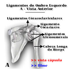 .: Cápsulite Adesiva (Ombro congelado)