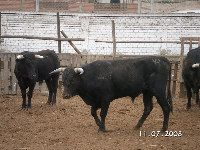 toreros versus toros en Peru