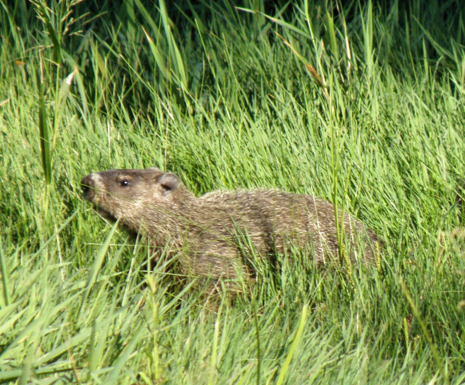 Hoosier Safari: Ground Hog