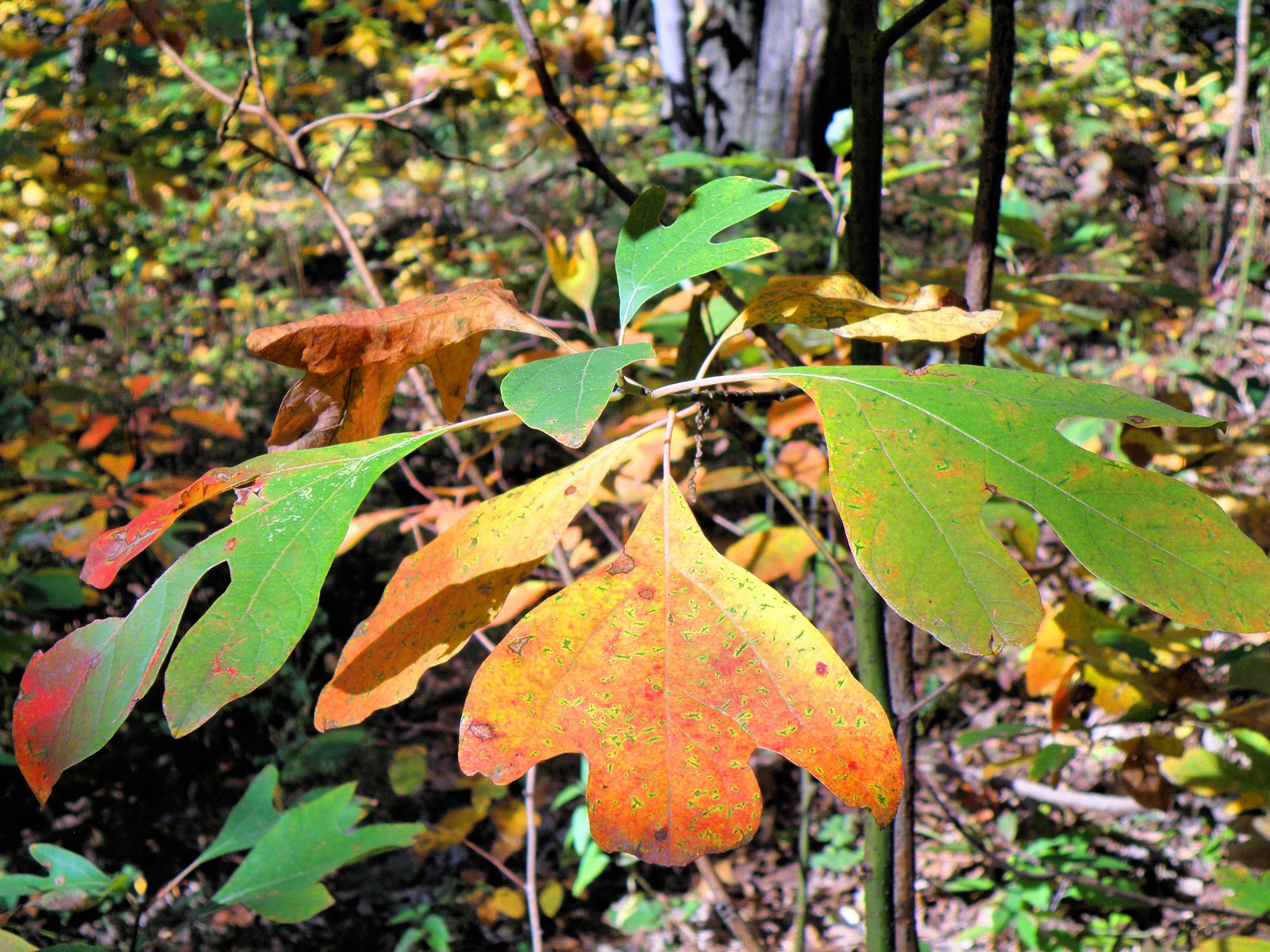 Hoosier Safari: Fall Sassafras