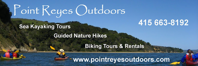 Point Reyes Outdoors: Leopard Sharks in Tomales Bay and Drakes Estero