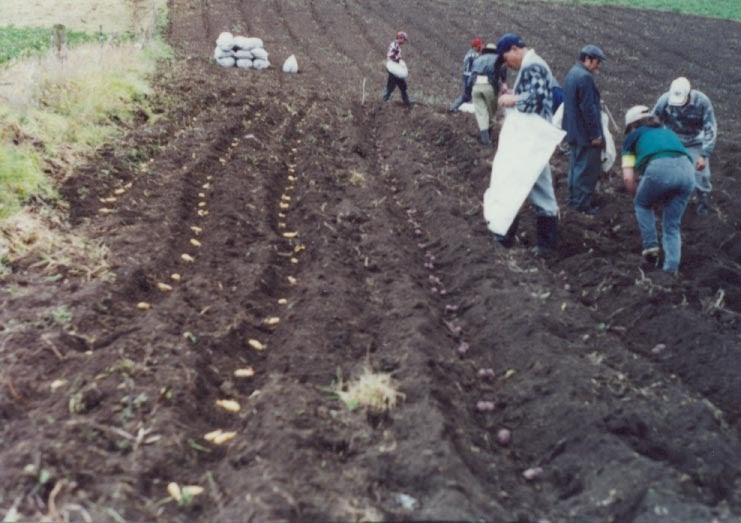 la papa en mi region: ¿Cómo se siembra una semilla de papa?