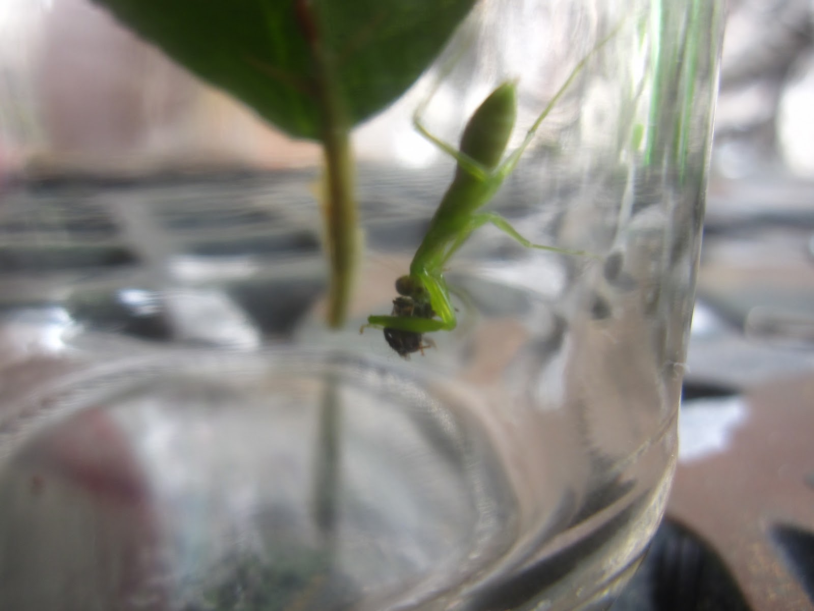 Confessions of a Lepidoterist: Praying Mantis: The Insect Yakuza