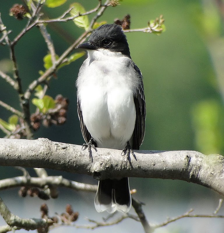 Tails of Birding: Eastern Kingbird