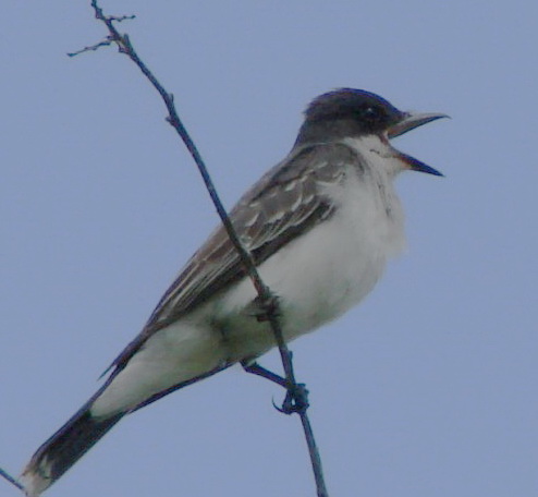 Tails of Birding: Eastern Kingbird