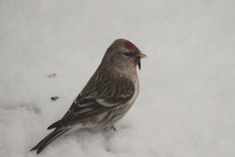 Tails of Birding: Winter Finches - Common Redpoll
