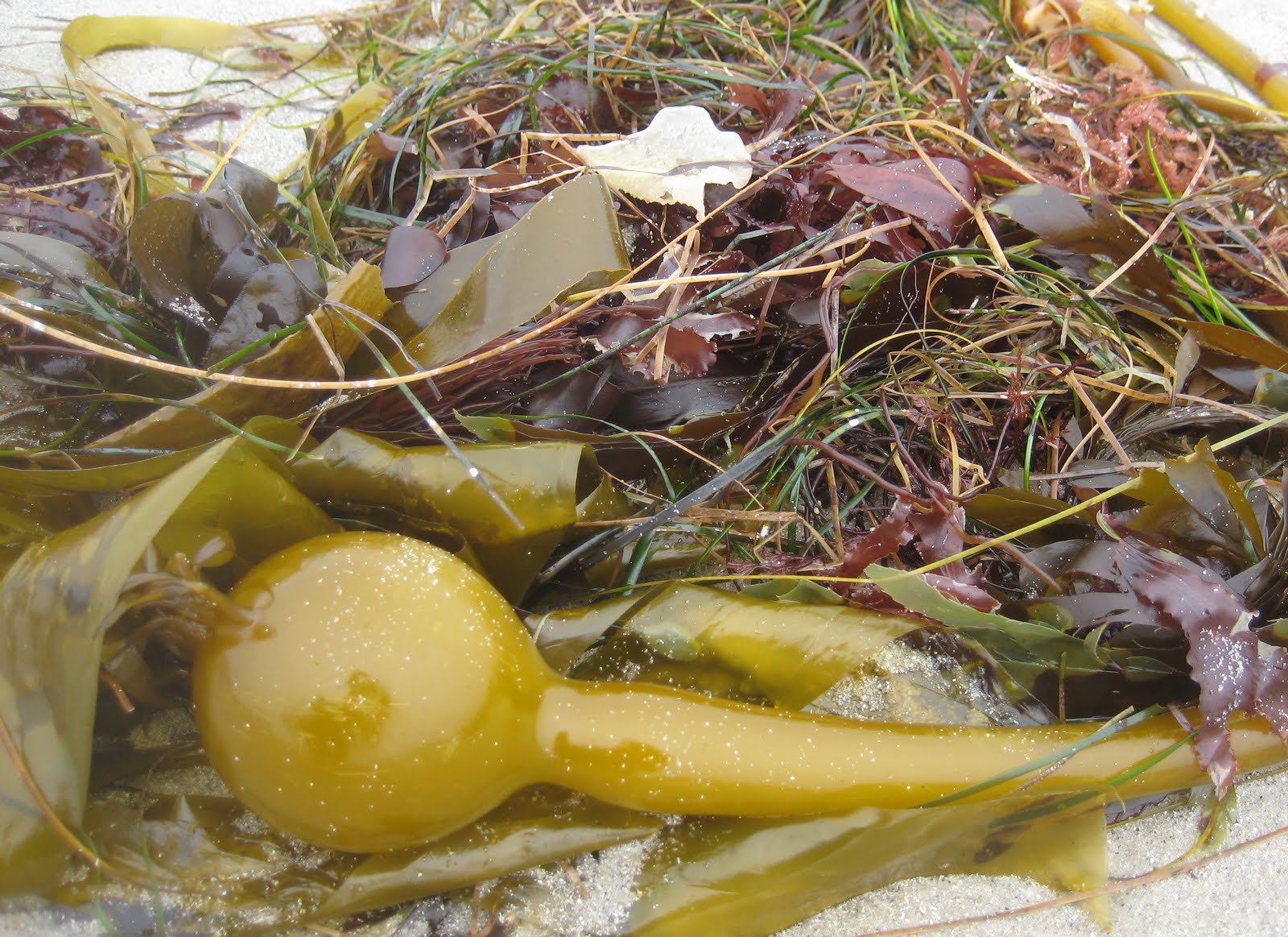 Idora Design: Sea Scenes on the Seashore