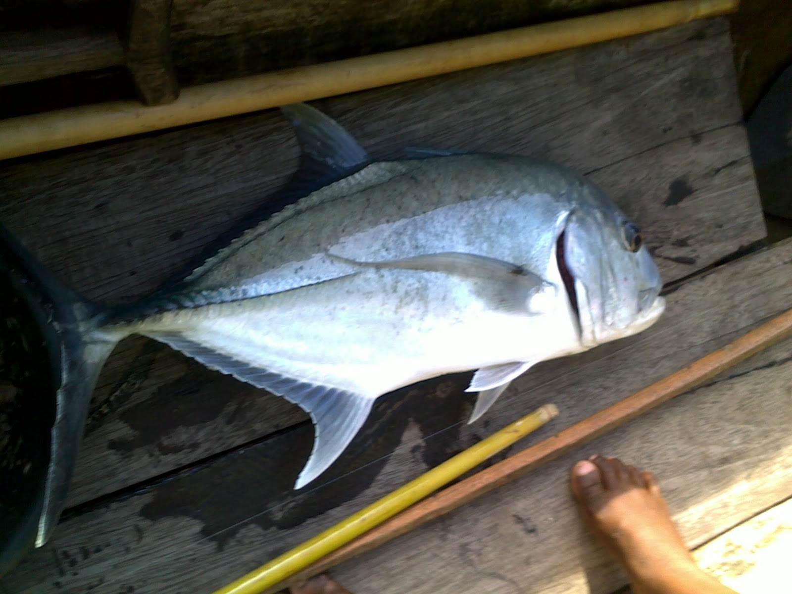 PETUALANGAN ANAK 1000 PULAU: Ikan Bubara.....
