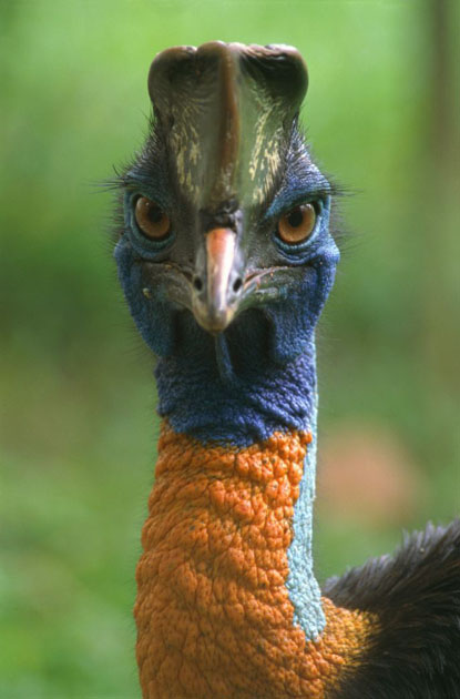 Creative Pictures: World's Most Dangerous Bird - Cassowary