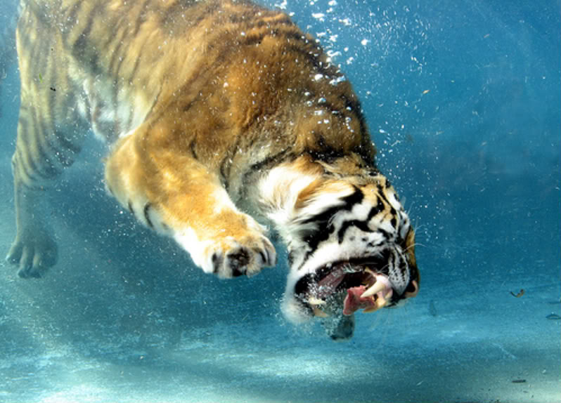 Under Water Tigers ~ PHOTOGRAPHY ALBUM