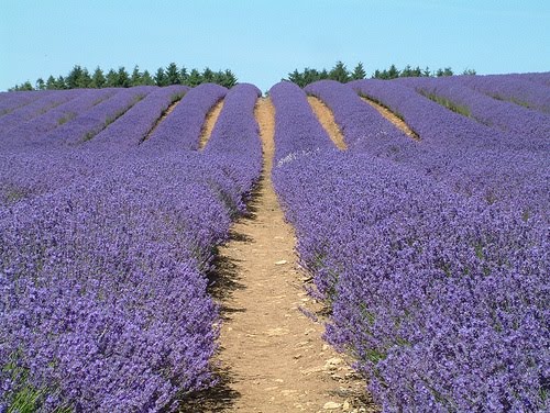 MENGINTIP KEBUN LAVENDER YUKZ ... | UNIC9