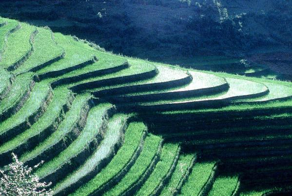 Amazing Rare Photos of White Terraces and Rice Terraces | ~Spicx~