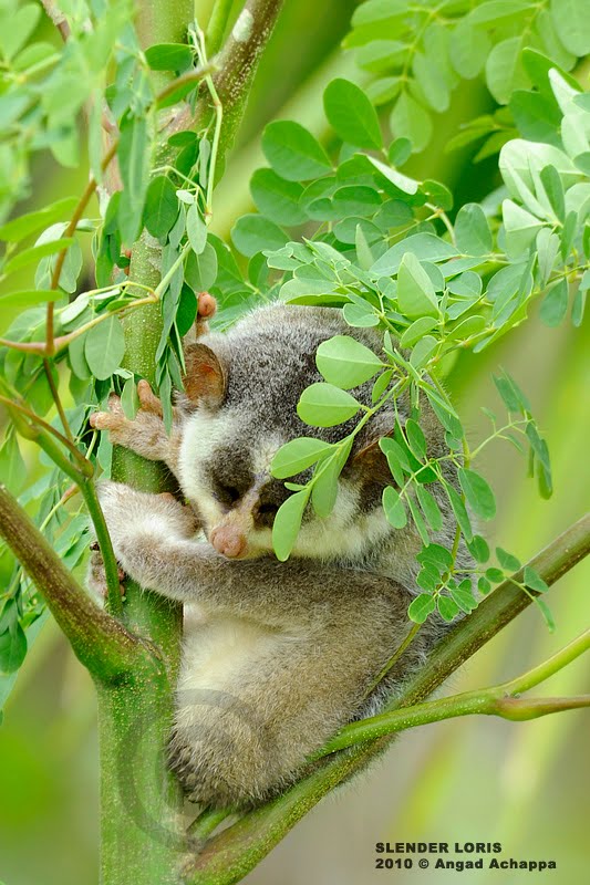 Wildlife photography: When Babies Sleep
