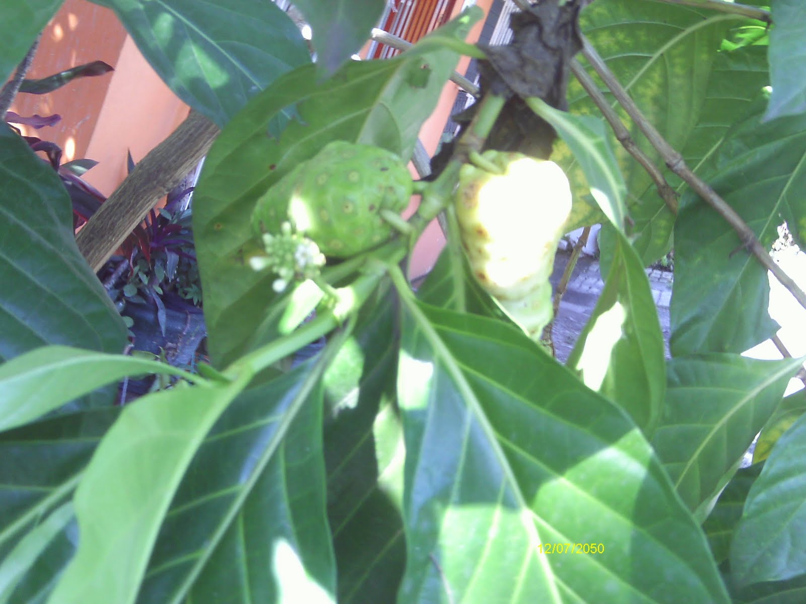 The Greenss shop Blog - : NONIS CONQUISTAN VERACRUZ! Nonis propios!