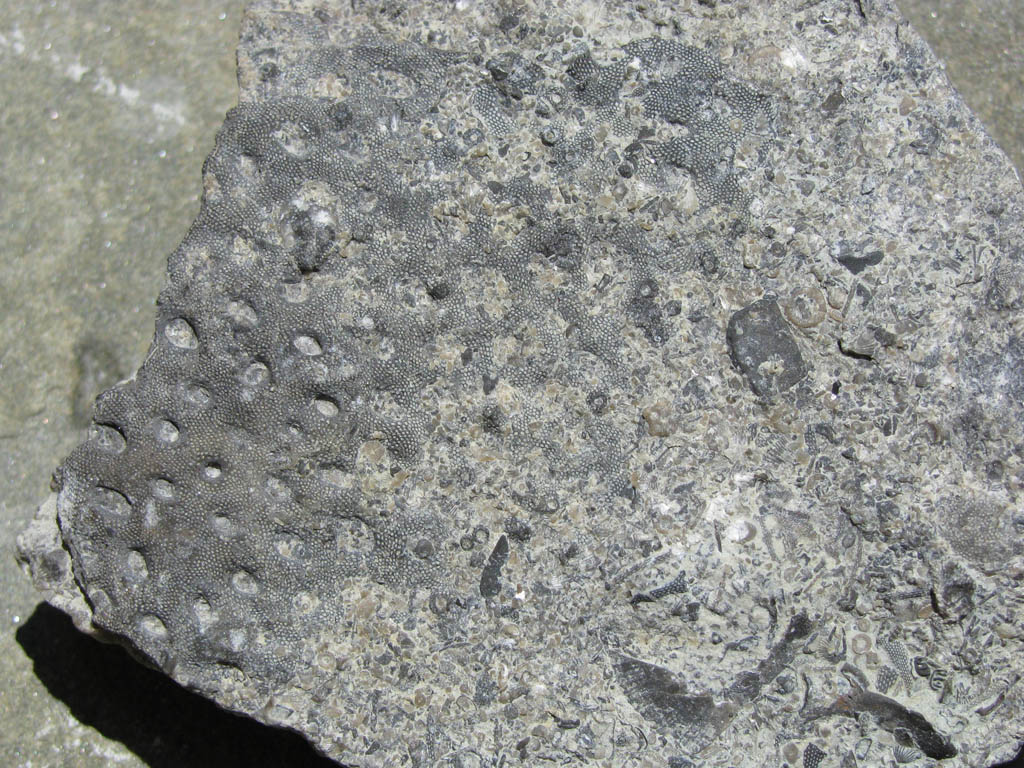 Views of the Mahantango: Bryozoans of the Verulam