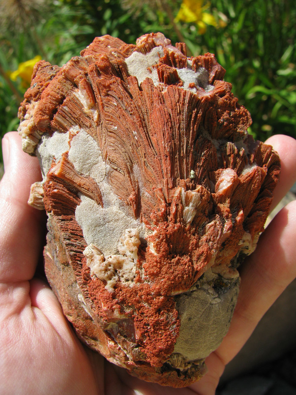 Views of the Mahantango: Agatized Coral