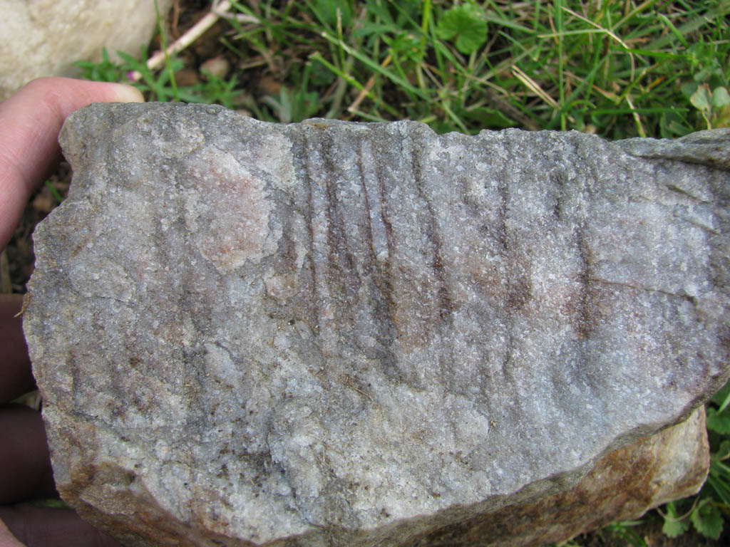 Views of the Mahantango: Skolithos