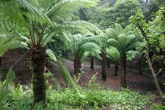 Views of the Mahantango: Alethopteris