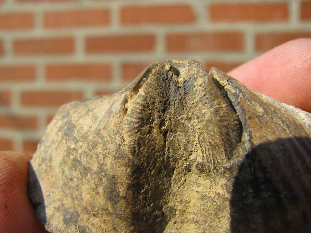 Views of the Mahantango: Large spiriferids from the Mahantango