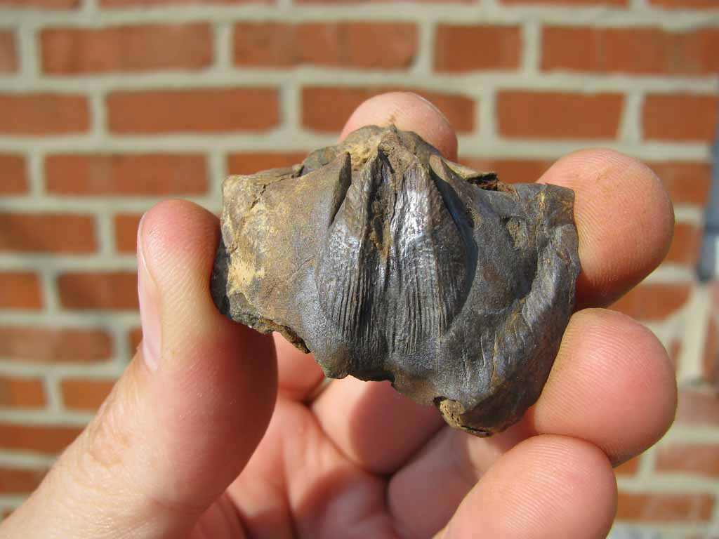 Views of the Mahantango: Large spiriferids from the Mahantango