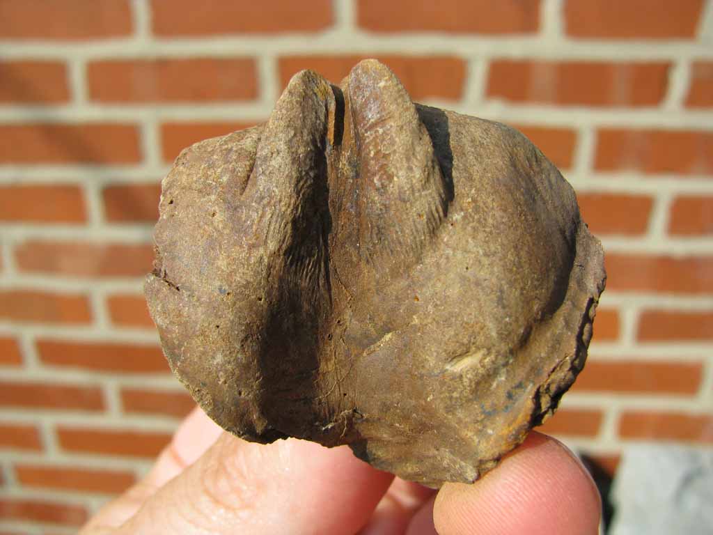 Views of the Mahantango: Large spiriferids from the Mahantango