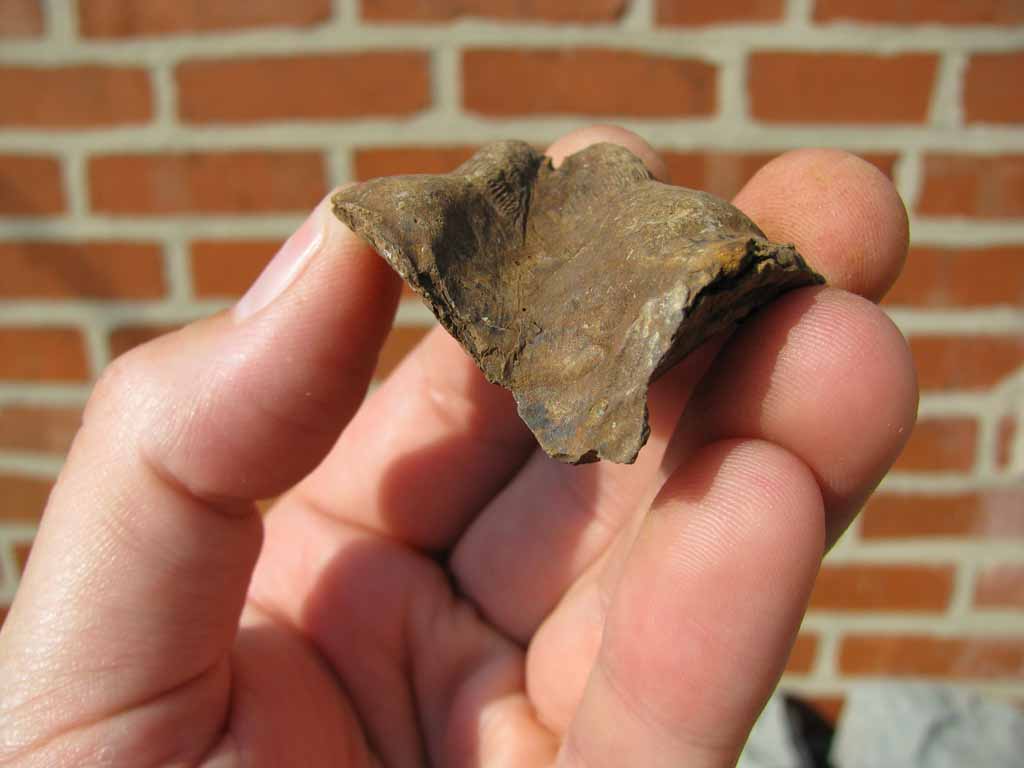 Views of the Mahantango: Large spiriferids from the Mahantango