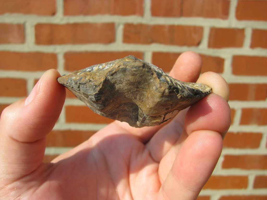 Views of the Mahantango: Large spiriferids from the Mahantango