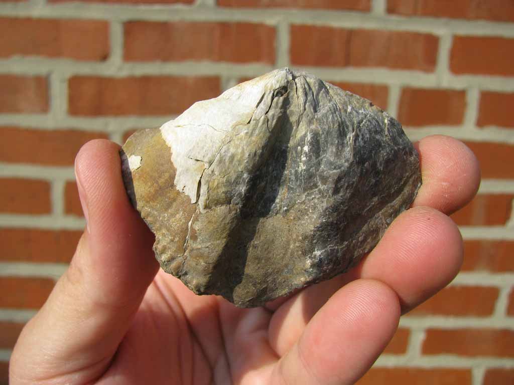 Views of the Mahantango: Large spiriferids from the Mahantango