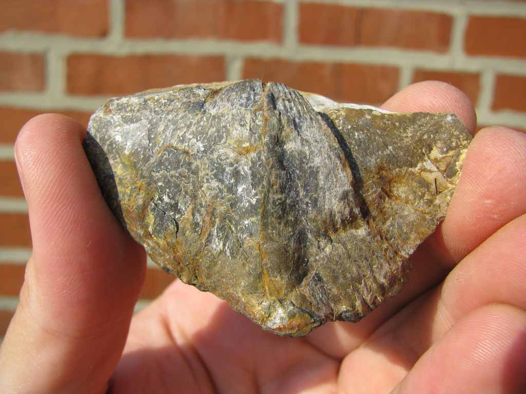 Views of the Mahantango: Large spiriferids from the Mahantango