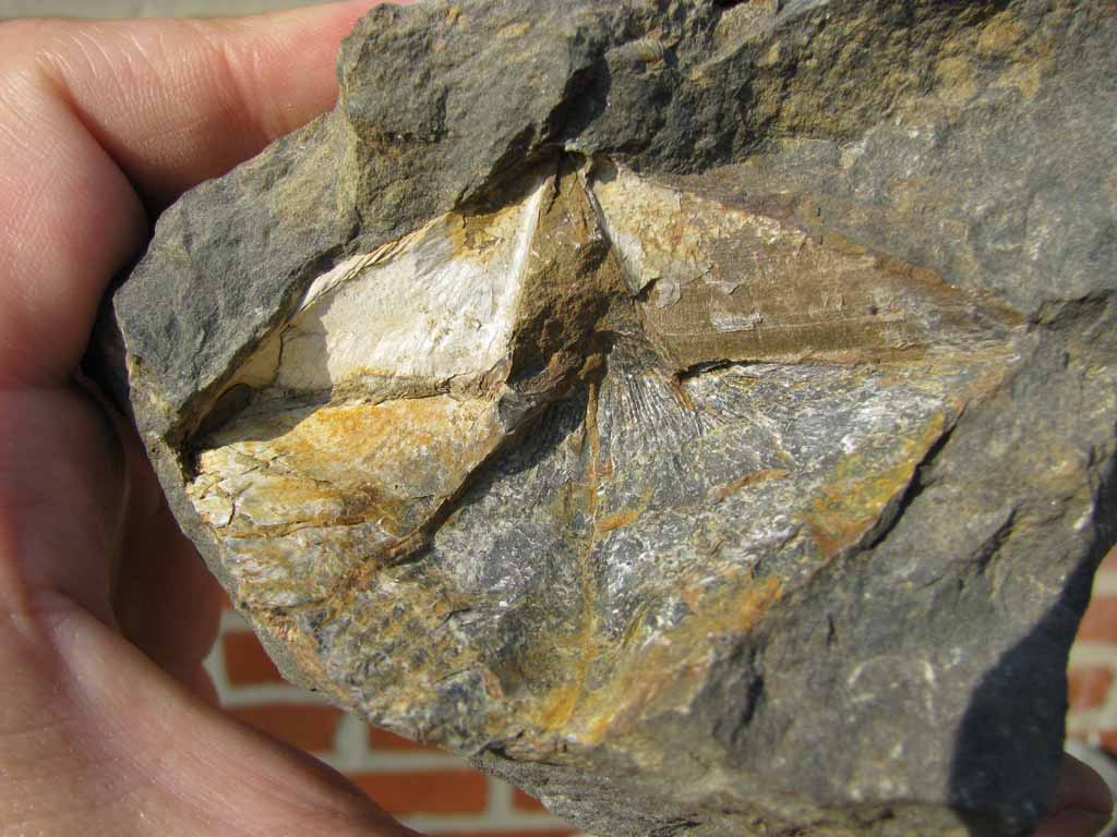 Views of the Mahantango: Large spiriferids from the Mahantango