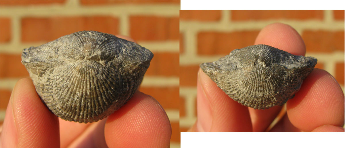 Views of the Mahantango: Atrypa vs. Pseudoatrypa