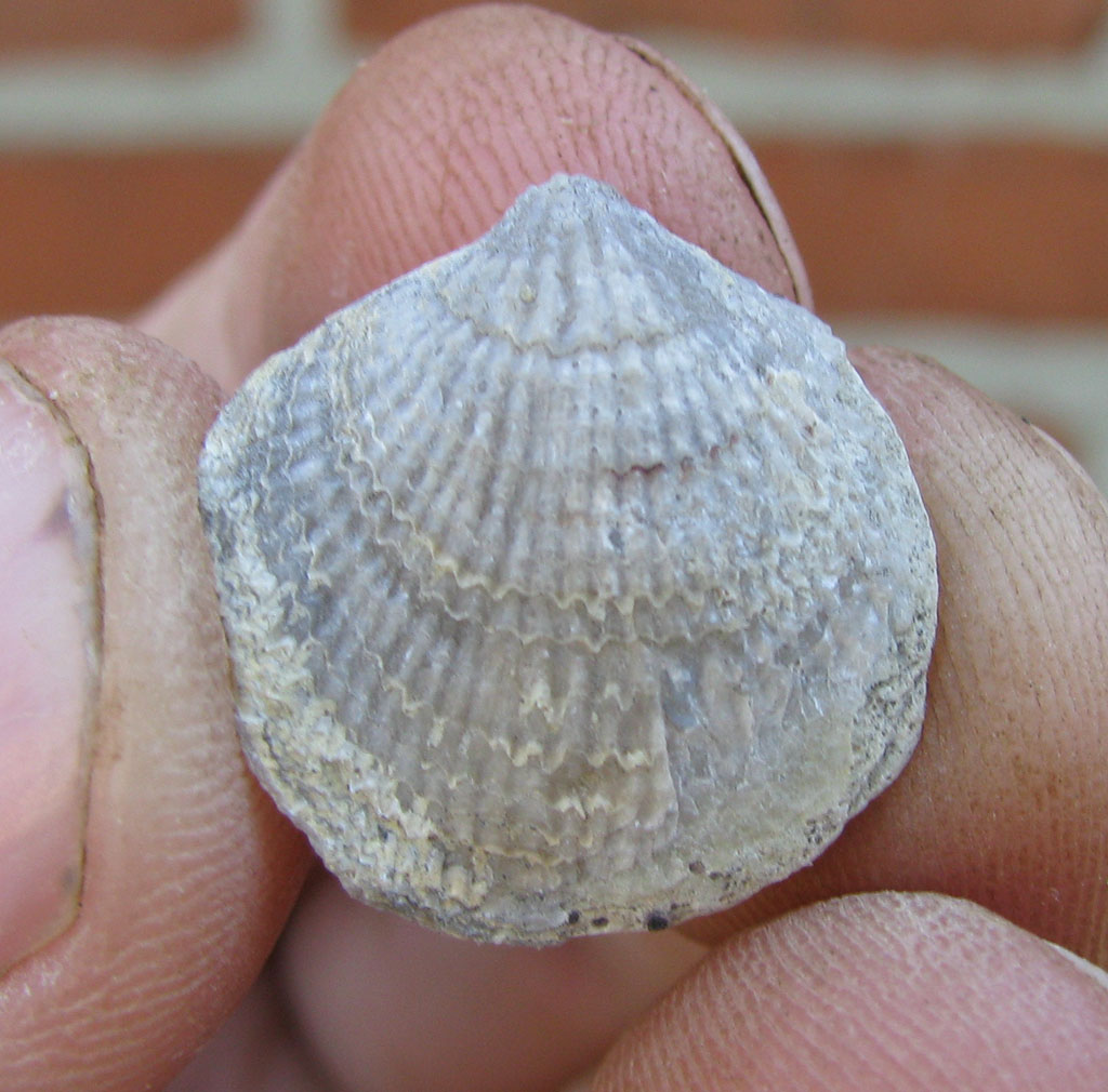 Views of the Mahantango: Atrypa oklahomensis