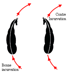 SPORT EQUESTRE LA THEORIE: incurvation