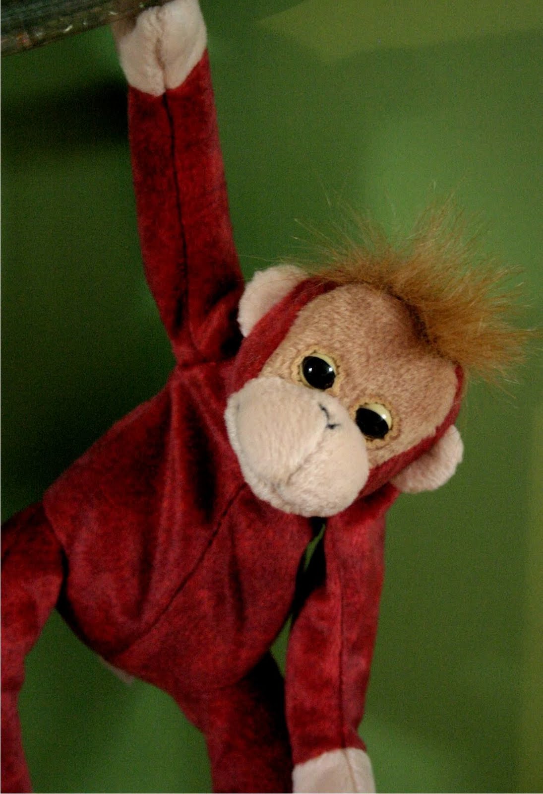 JOURNAL OF A CHIMPANZEE CHASER: When I grow up I want to be a ...