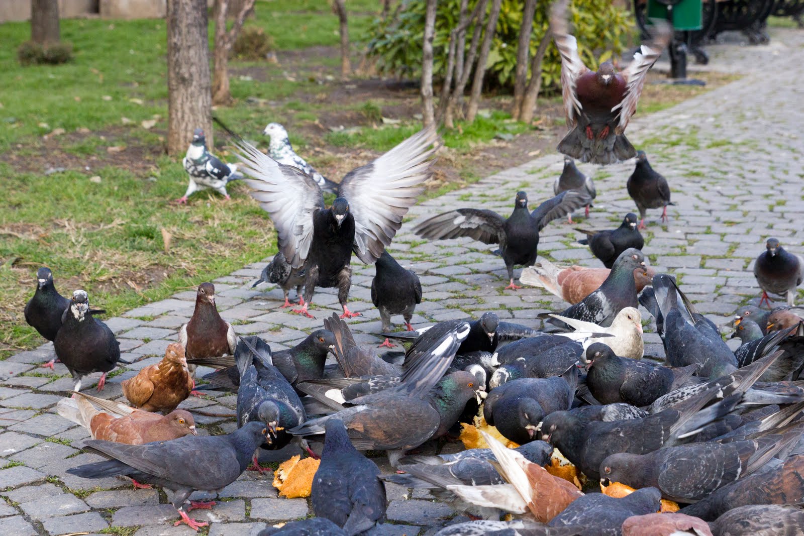 FancyPhotos: Porumbei