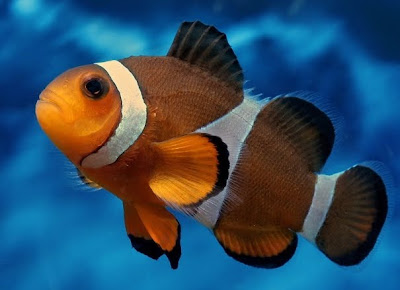 totul despre pestii de acvariu: Tipuri de pesti