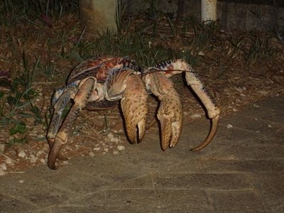 Os inacreditáveis gigantes caranguejos de coco. - Brasil Universo Digital
