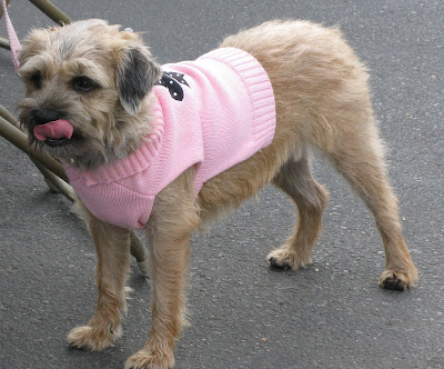 Dogs of Orange County: Border Terrier