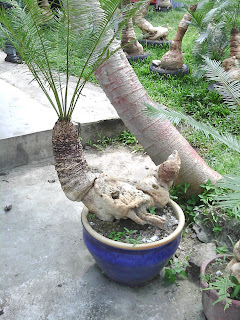Kenali Pokok Paku Gunung / Paku Aji / Bogak / Cycas