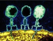 Generalidades de los Virus: CLASIFICACIÓN DE LOS VIRUS