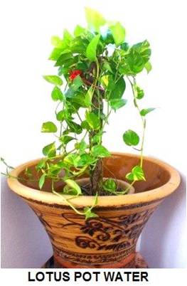 BSH Pottery: LOTUS POT