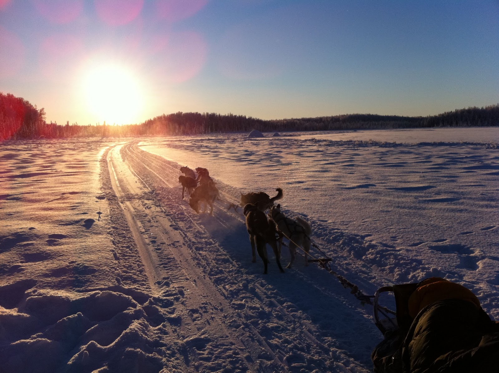 Killing Ernest: The art of mushing